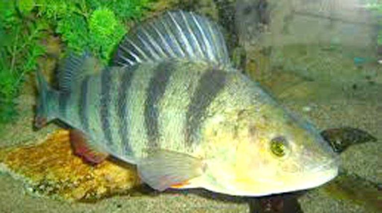 Fekete sügér horgászata és ismertetése | GYÉKÉNYES HORGÁSZTÓ